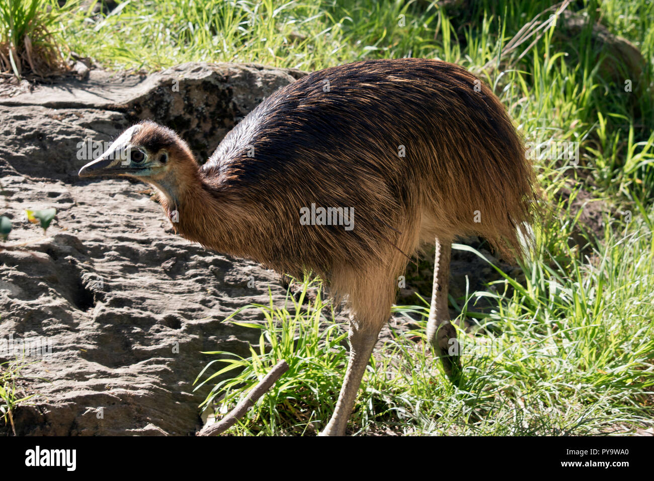 this is a side view of a young cassowary Stock Photo - Alamy