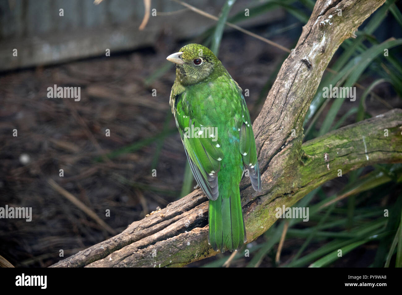 Cat bird australia hi-res stock photography and images - Alamy