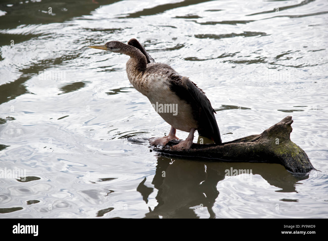 this is a side view of a darter Stock Photo - Alamy