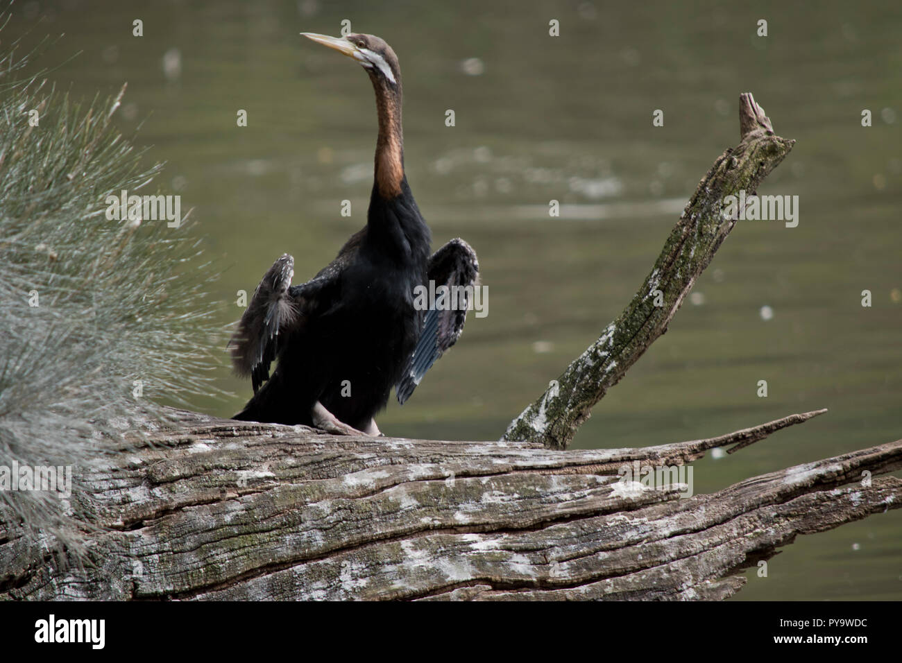 the darter is drying his wings in the sun Stock Photo - Alamy