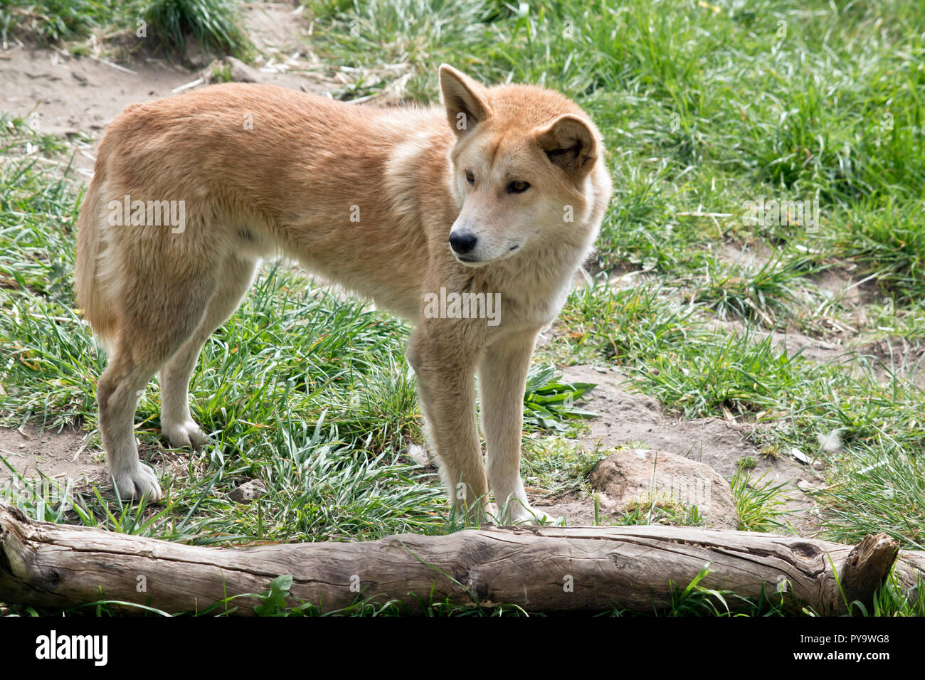 the golden dingo is walking in the park Stock Photo - Alamy