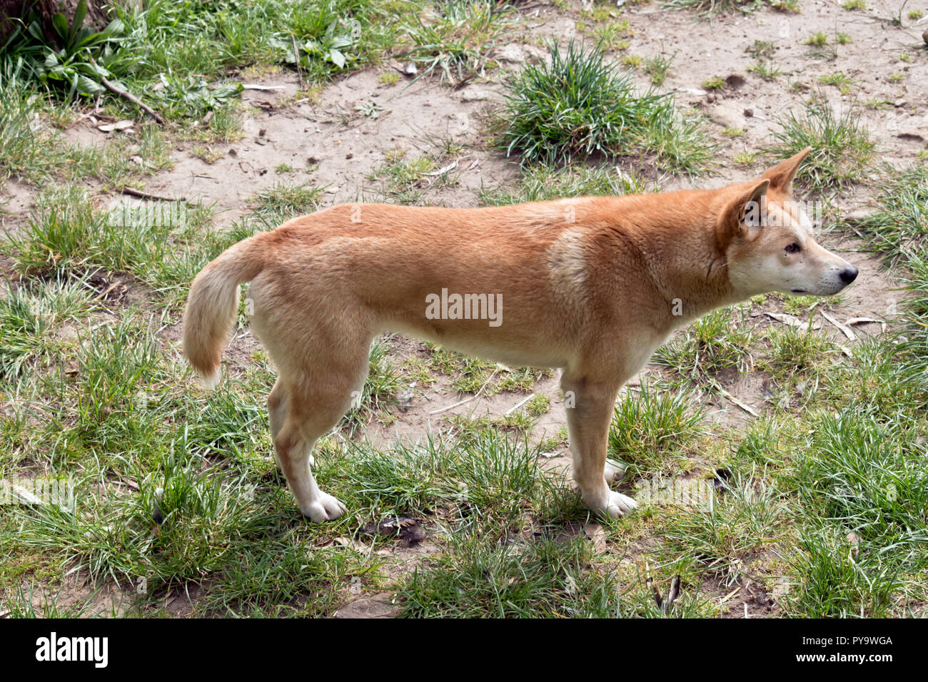 this is a side view of a golden dingo Stock Photo - Alamy