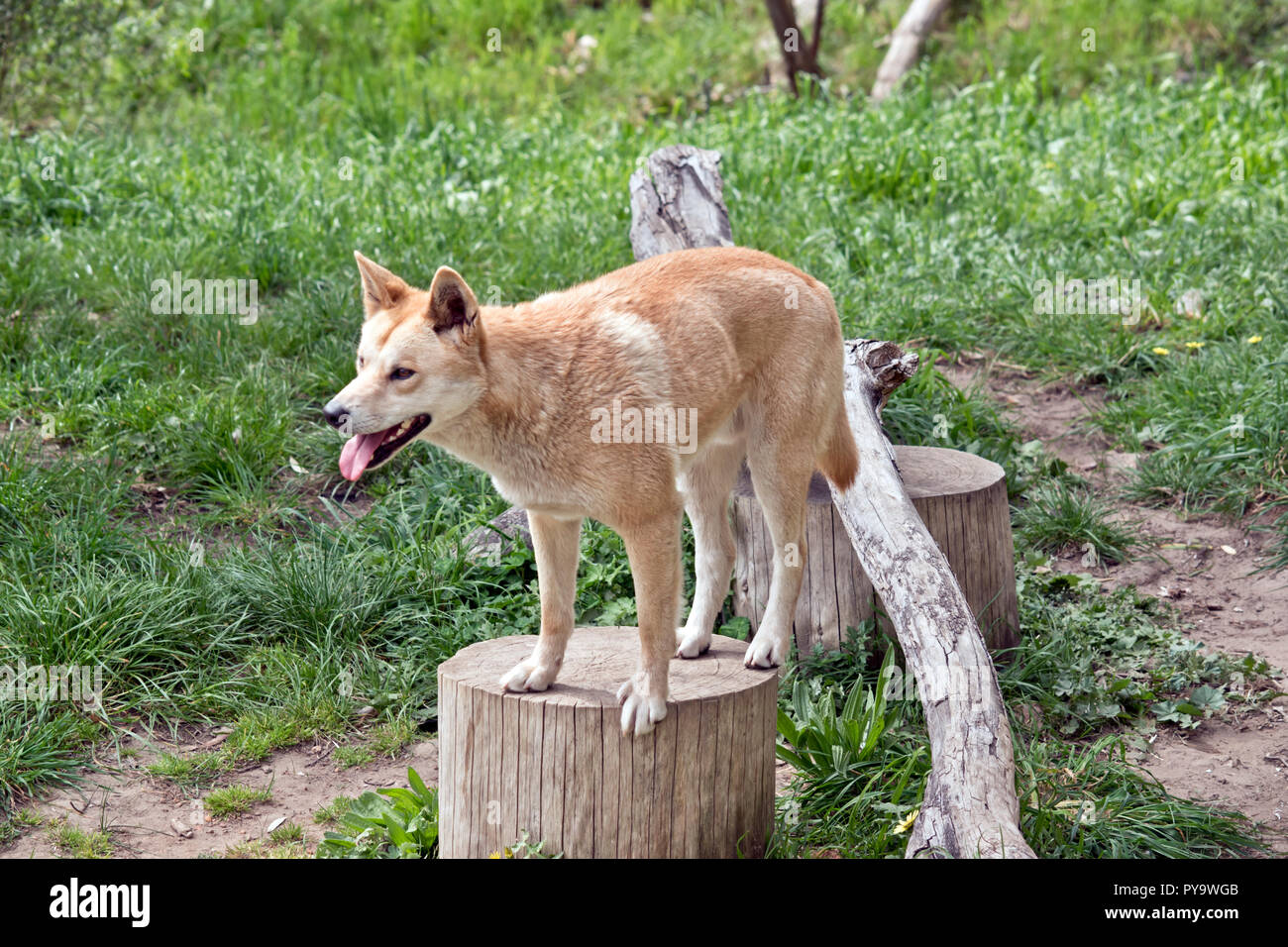 Black Dingo High Resolution Stock Photography and Images - Alamy
