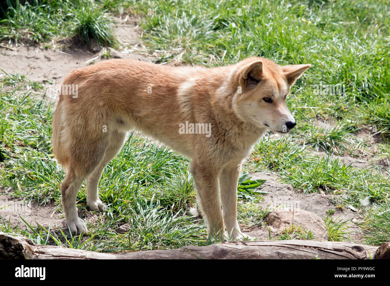 Black dingo hi-res stock photography and images - Alamy