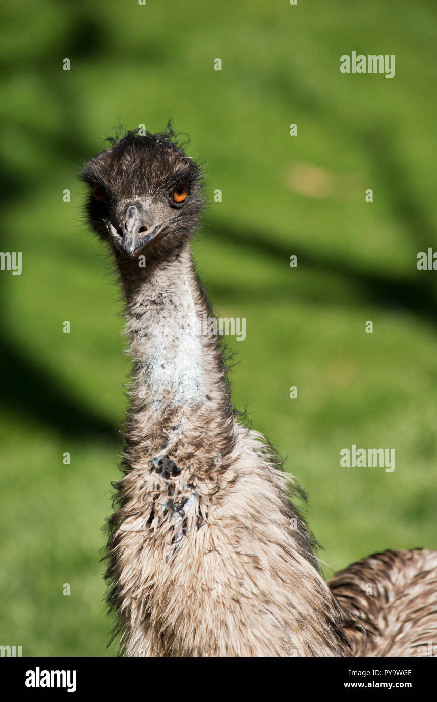 this is a close up of a Australian emu Stock Photo - Alamy