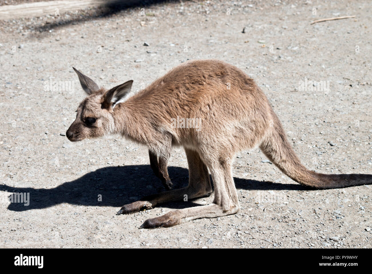 this is a side view of a joey western kangaroo Stock Photo - Alamy