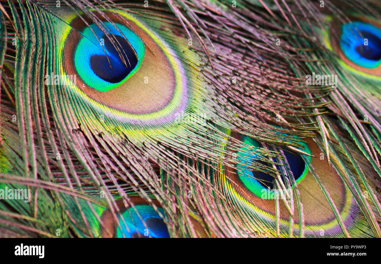 Detail of a colorful peacock feather Stock Photo - Alamy