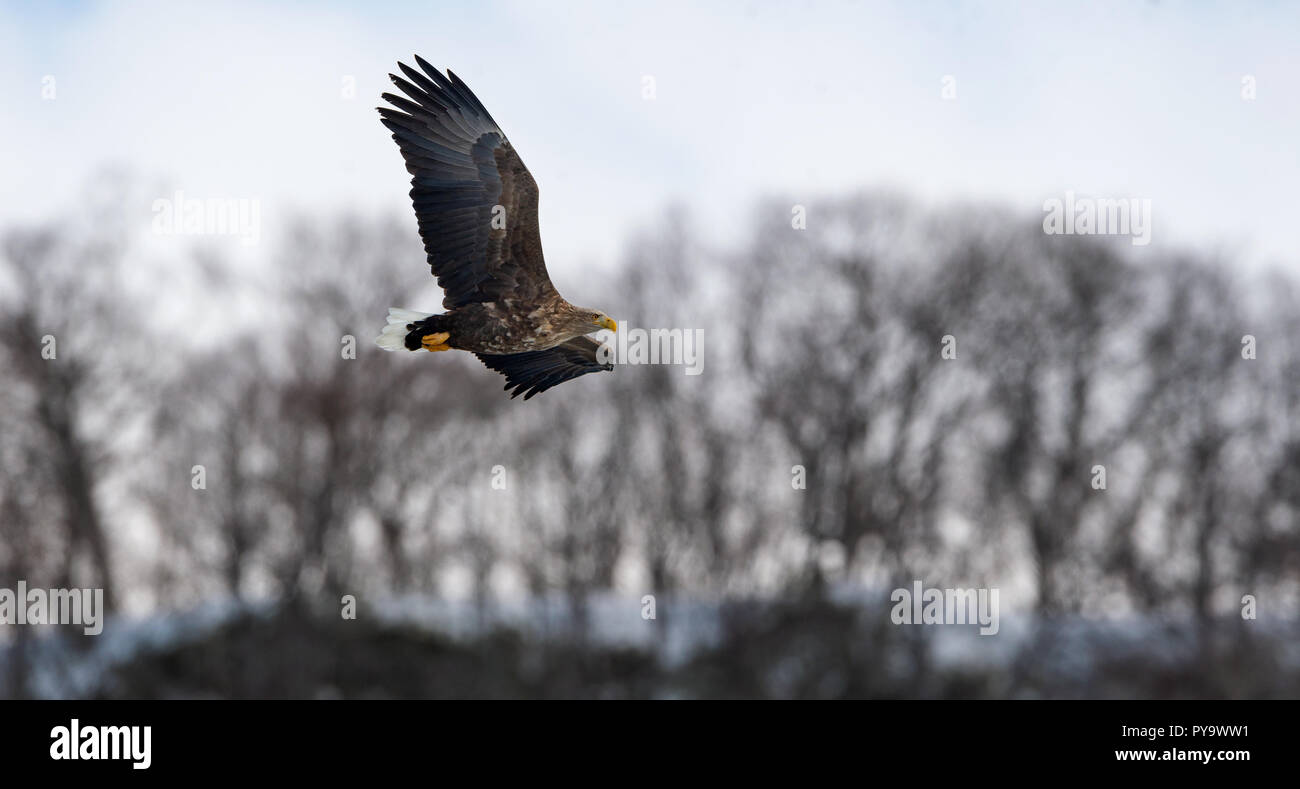 Adult White tailed eagle in flight. Winter mountains background ...