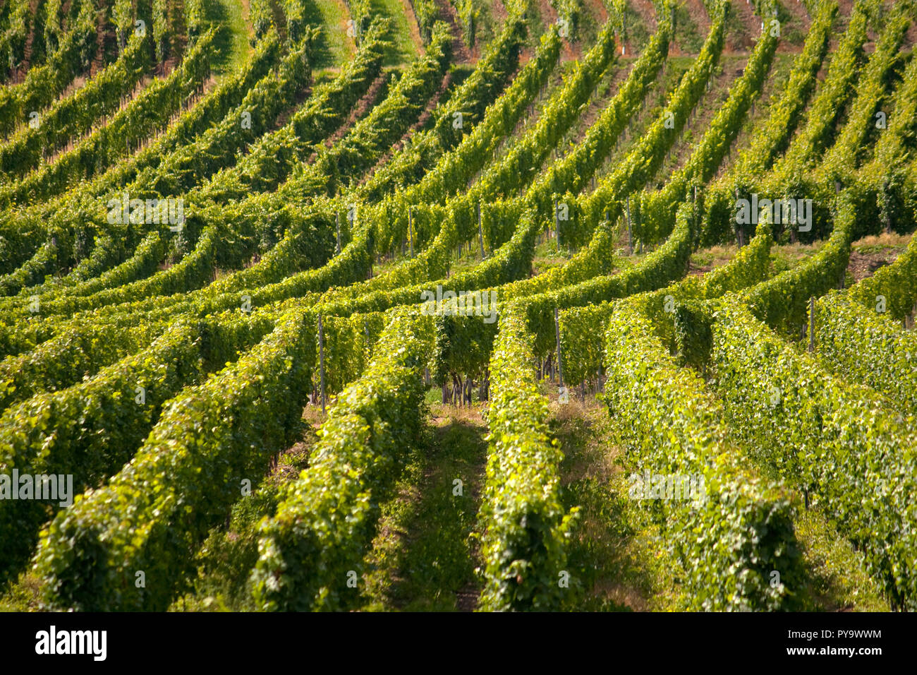 Vineyard - grape trees on a hill Stock Photo - Alamy