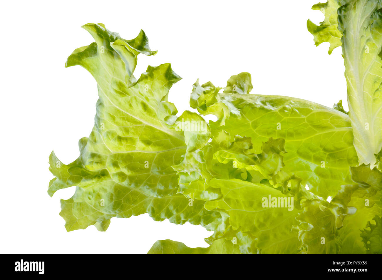Closeup of tender green Batavia salad Stock Photo - Alamy