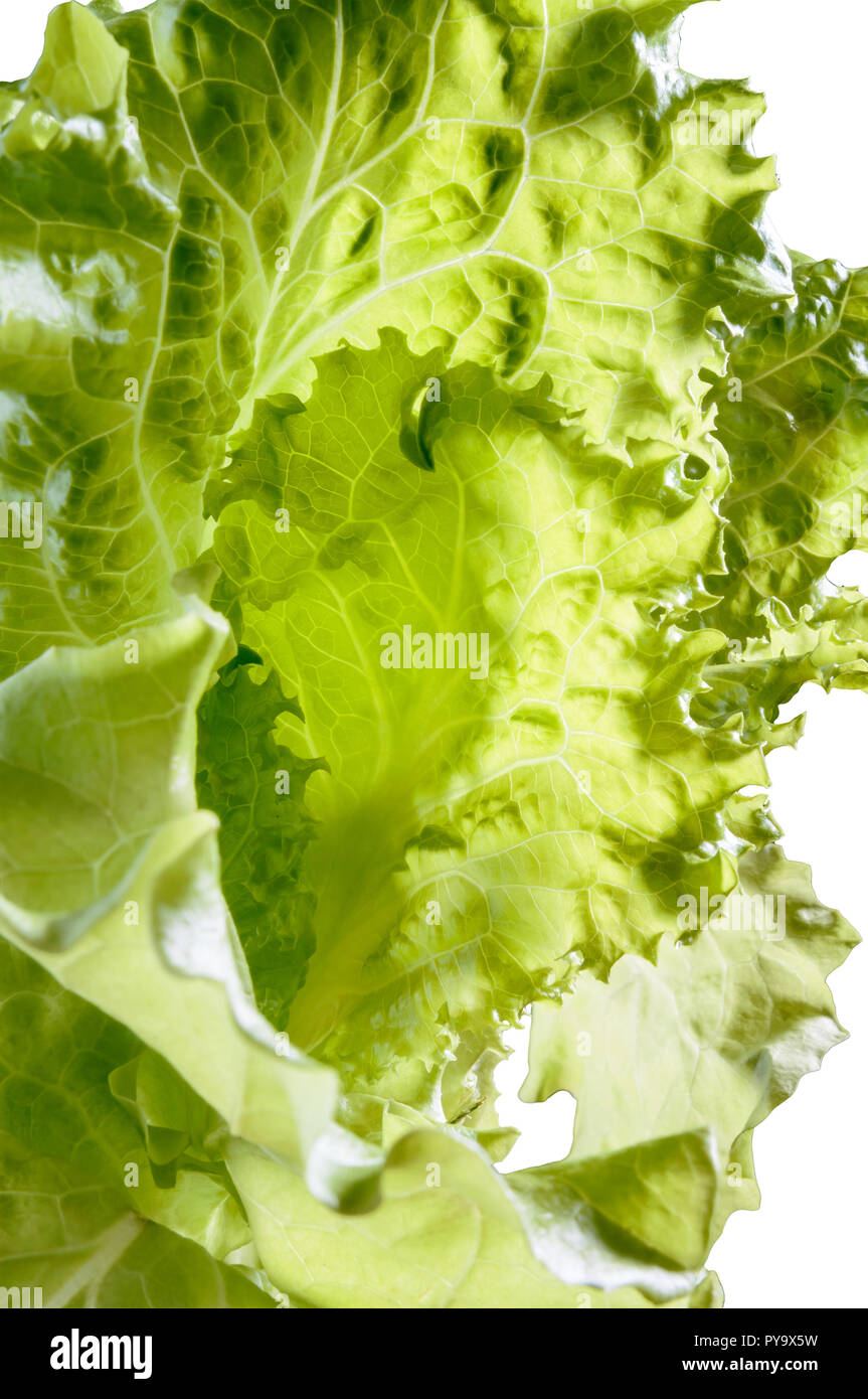 Closeup of tender green Batavia salad Stock Photo - Alamy