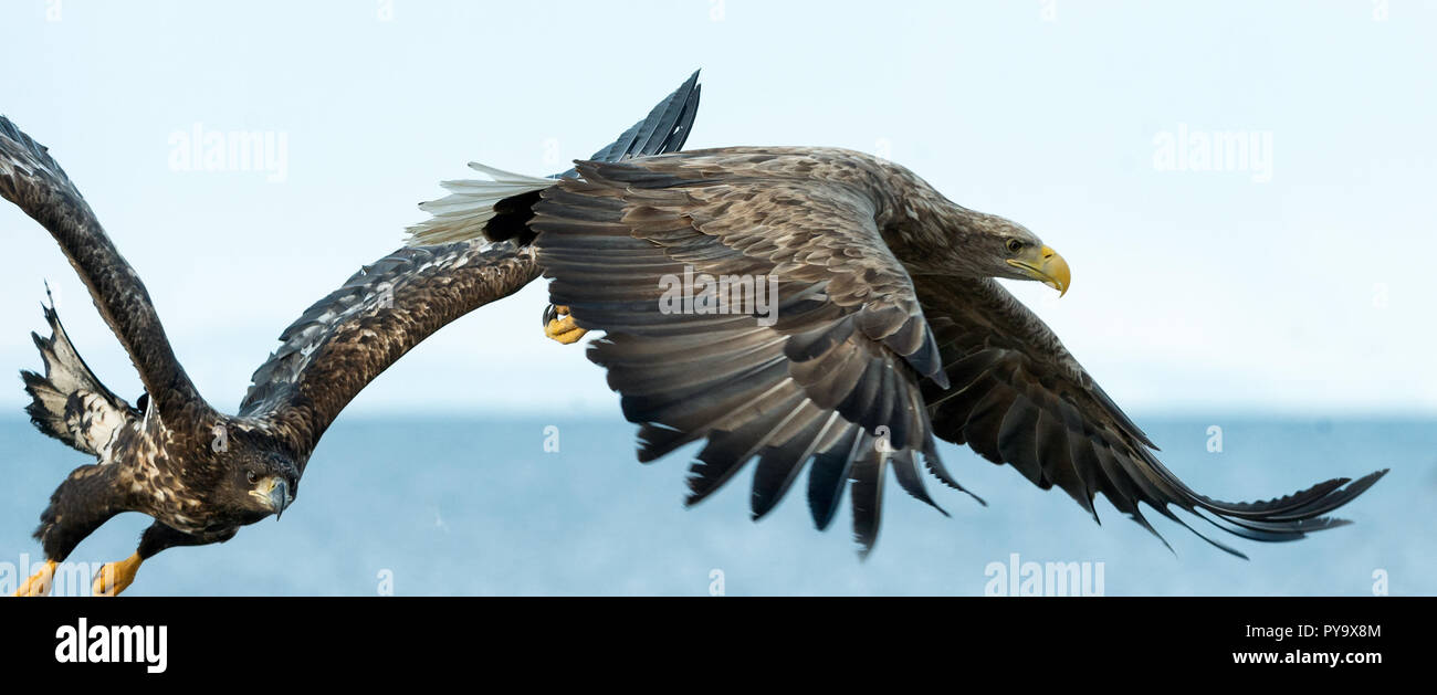 Adult White tailed eagles in flight. Blue sky and ocean background ...
