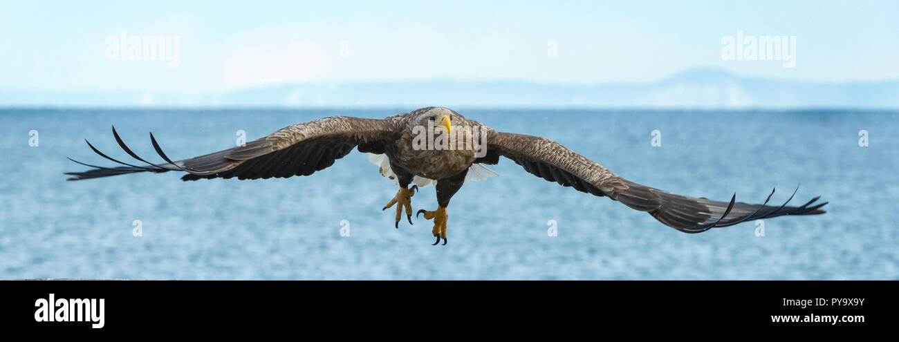 Adult White tailed eagle in flight. Blue sky and ocean background ...
