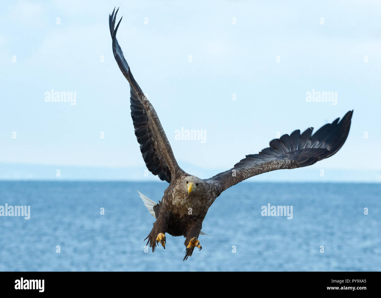 Adult White tailed eagle in flight. Blue sky and ocean background ...