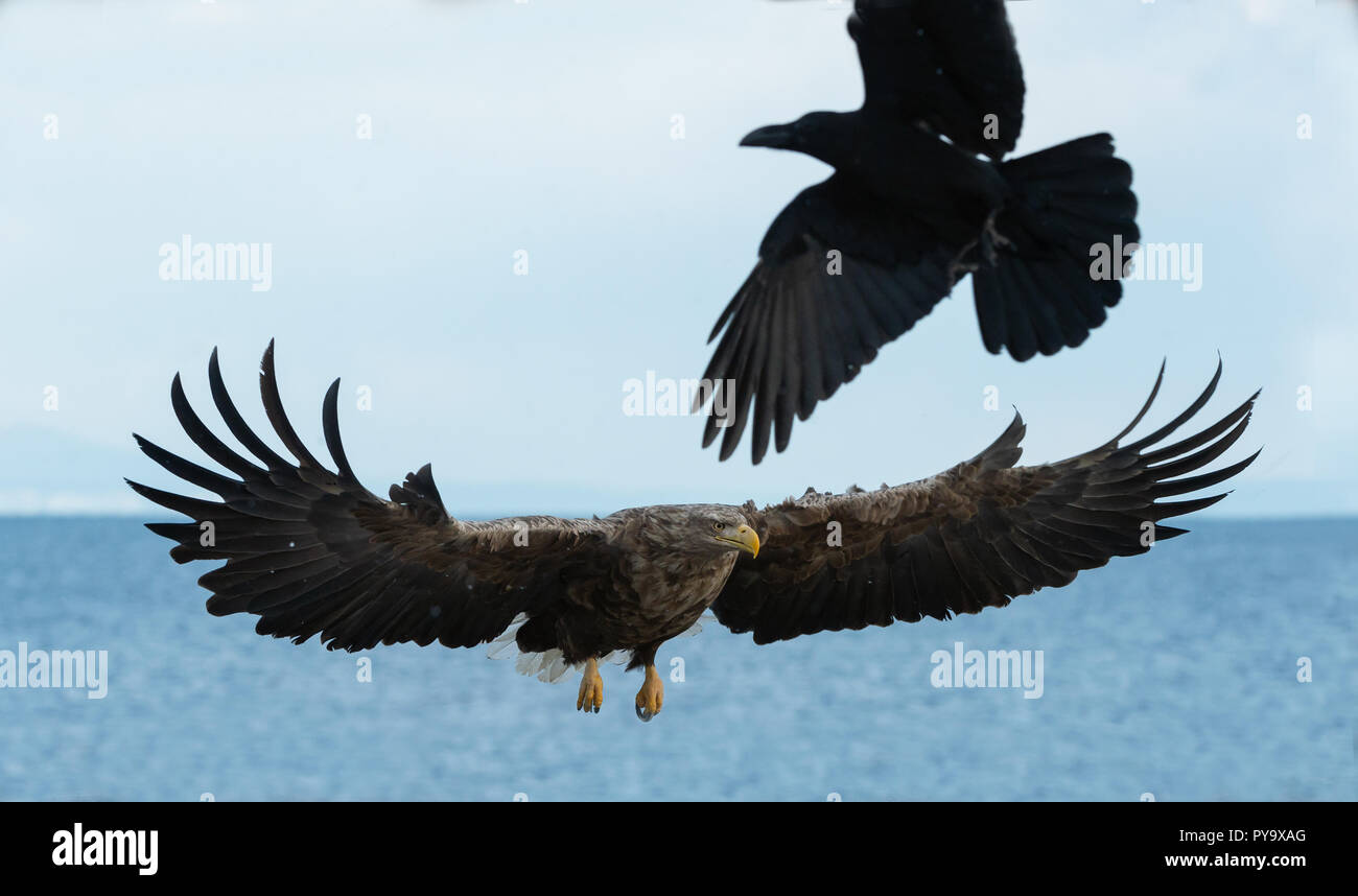 Raven and White tailed eagle in flight. Scientific name: Haliaeetus ...