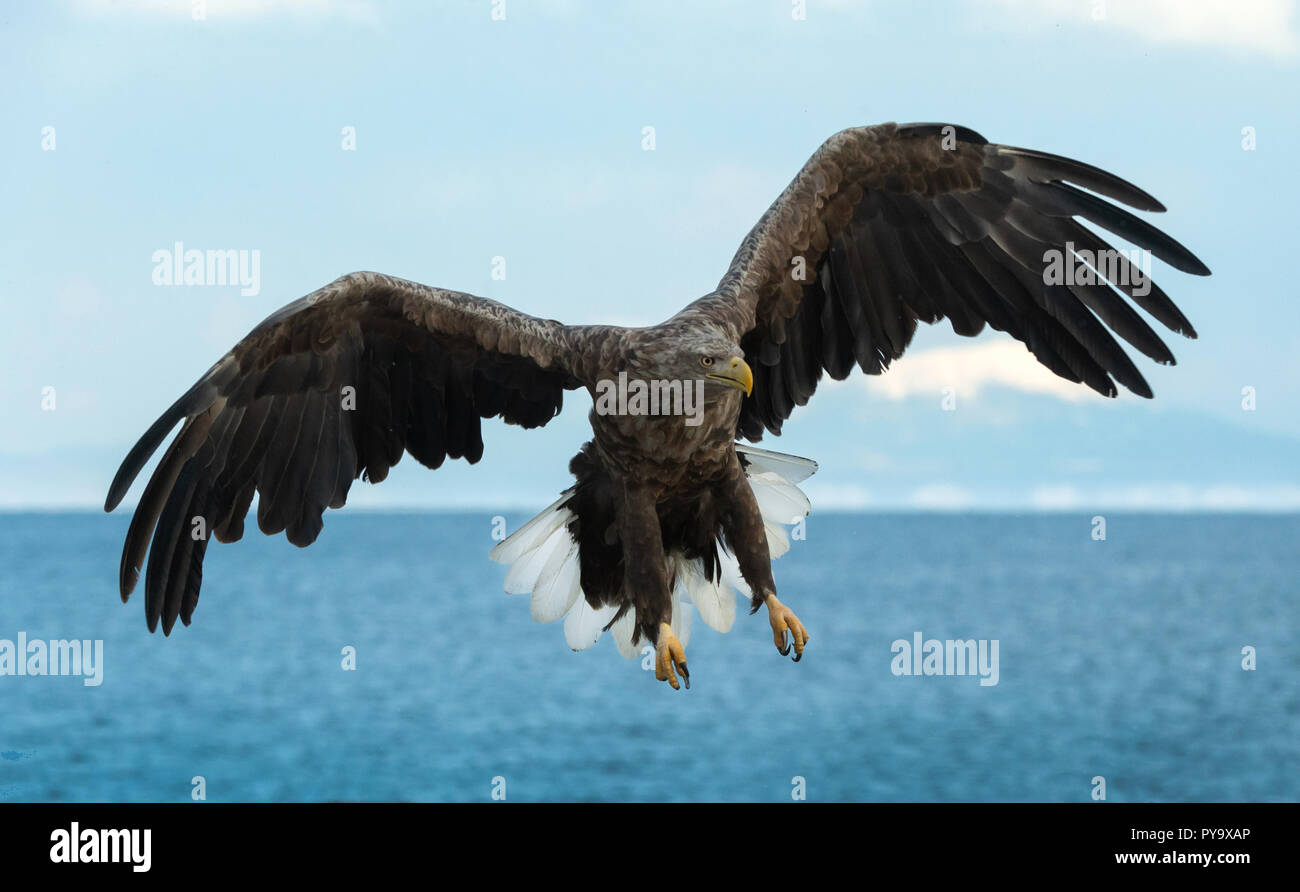 Adult White tailed eagle in flight. Blue sky and ocean background ...