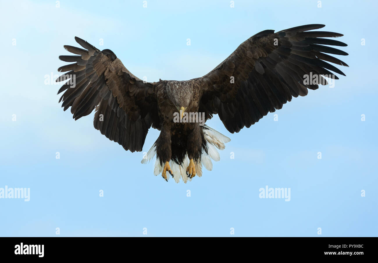 Adult White-tailed eagle in flight. Blue sky background. Scientific ...