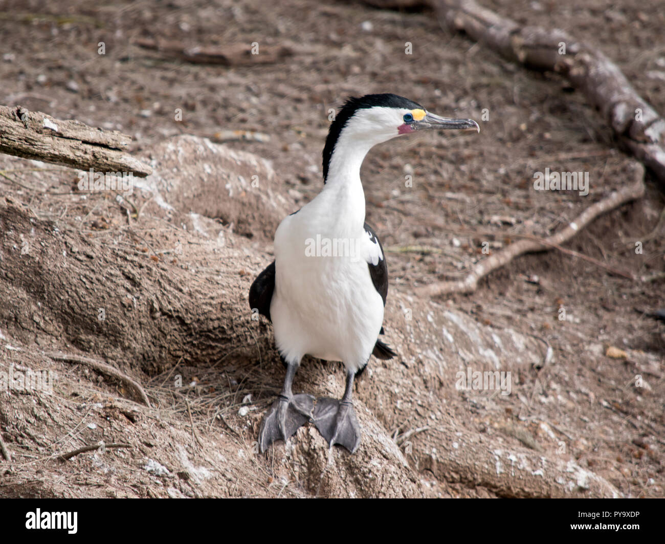 Tree feet roots hi-res stock photography and images - Alamy