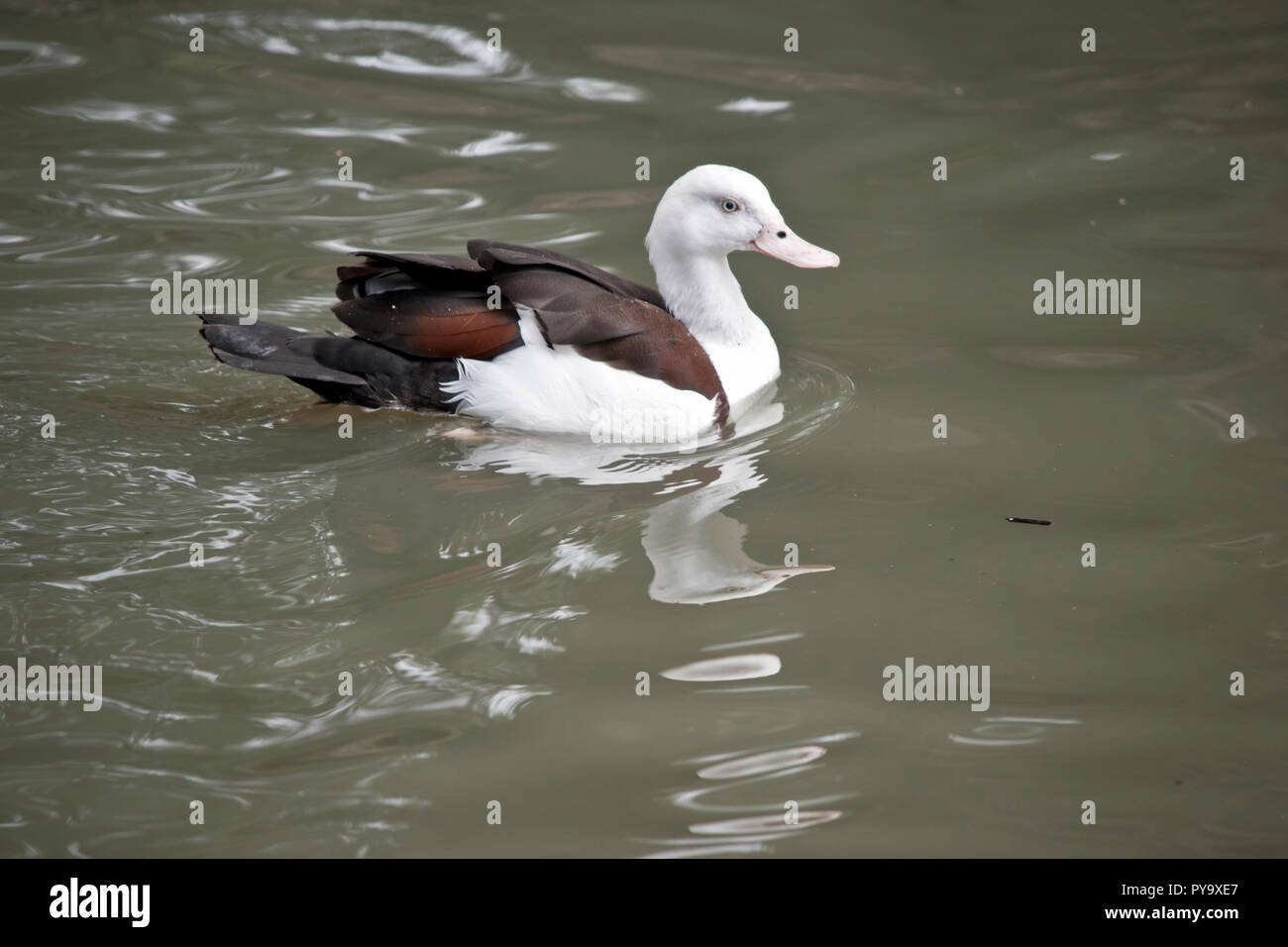 Duck swimming legs hi-res stock photography and images - Alamy