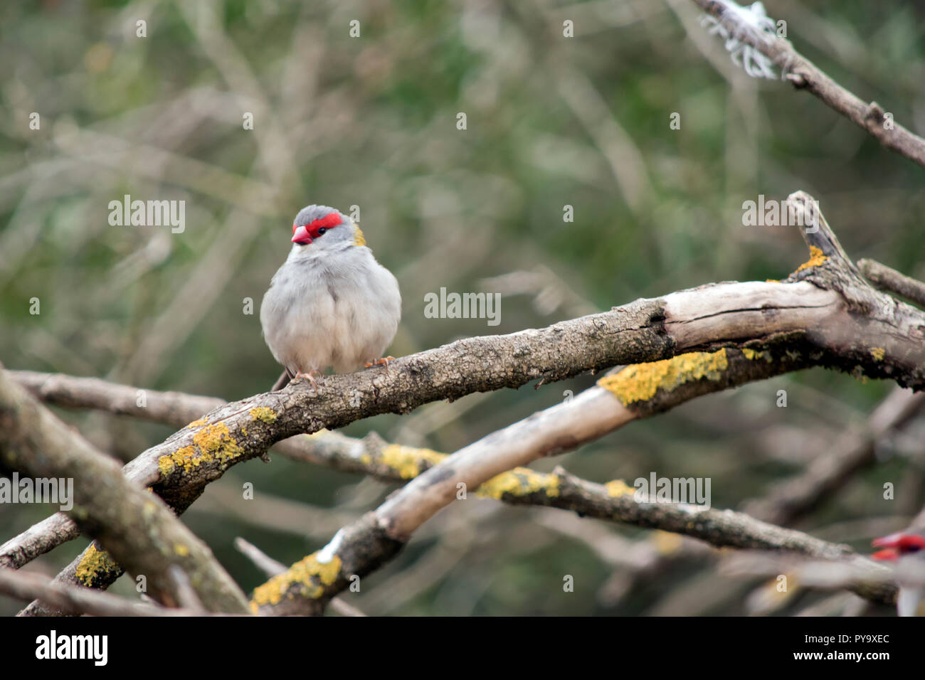 Finch on bush hi-res stock photography and images - Alamy