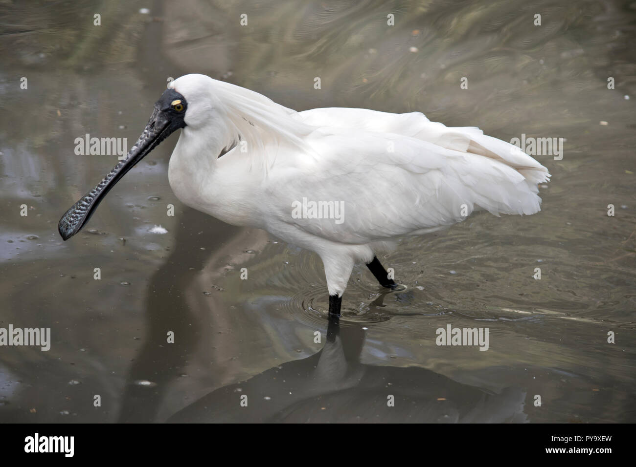 this is a side view of a male Royal spoonbill walking in water Stock ...