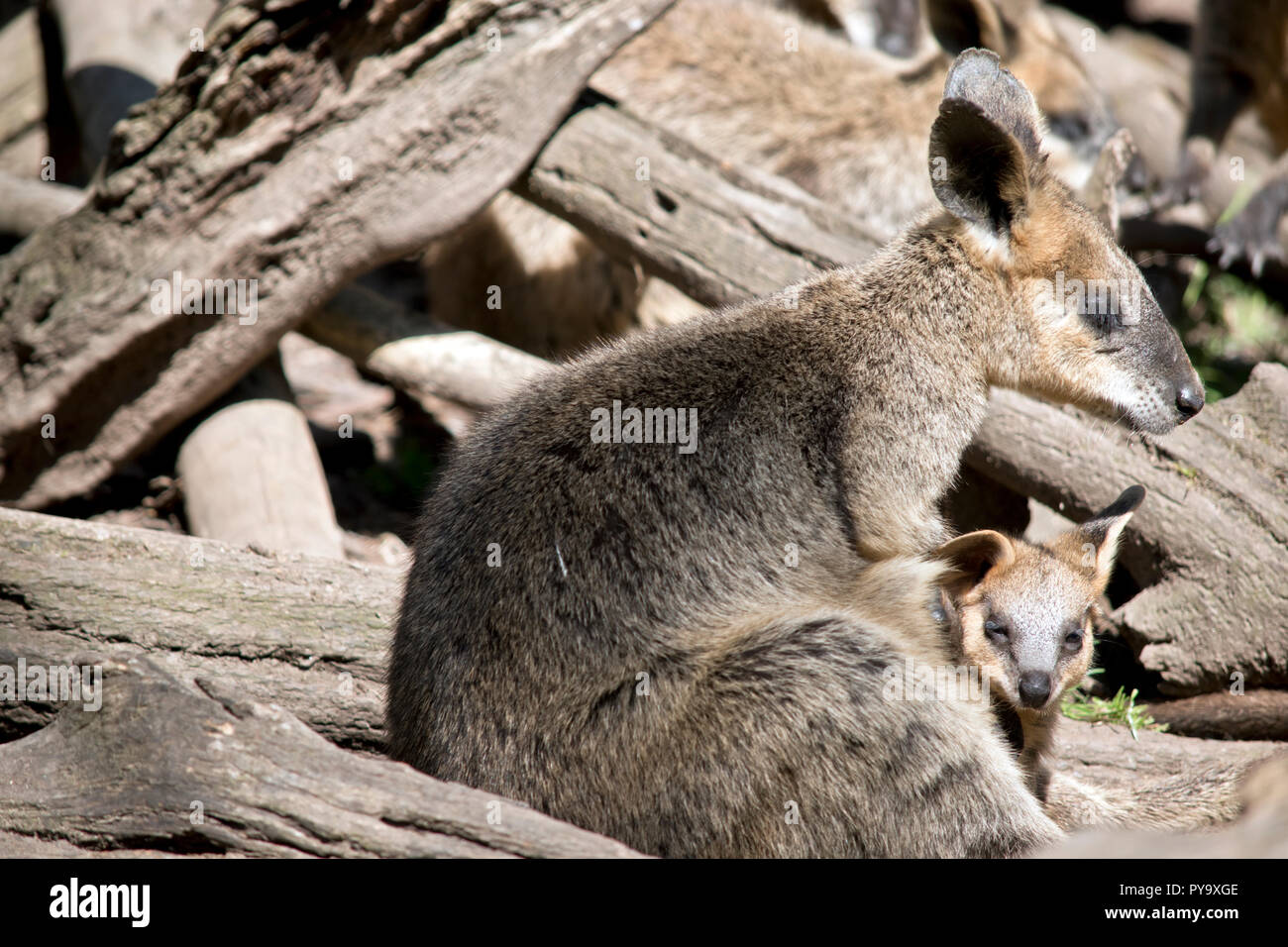 the swamp wallaby has a baby in her pouch Stock Photo - Alamy