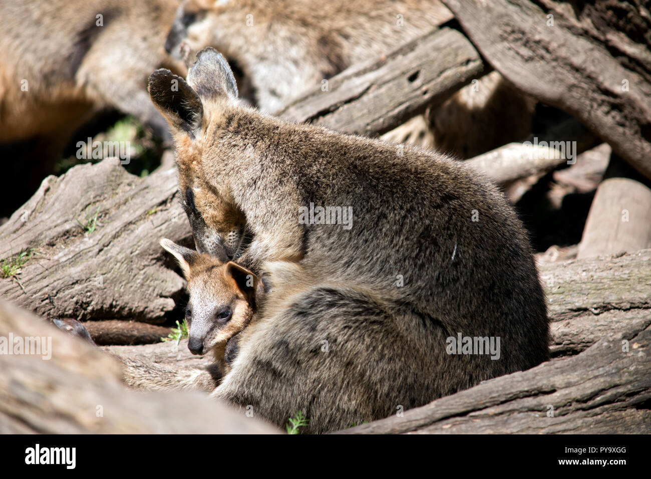 the swamp wallaby has a baby in her pouch Stock Photo - Alamy