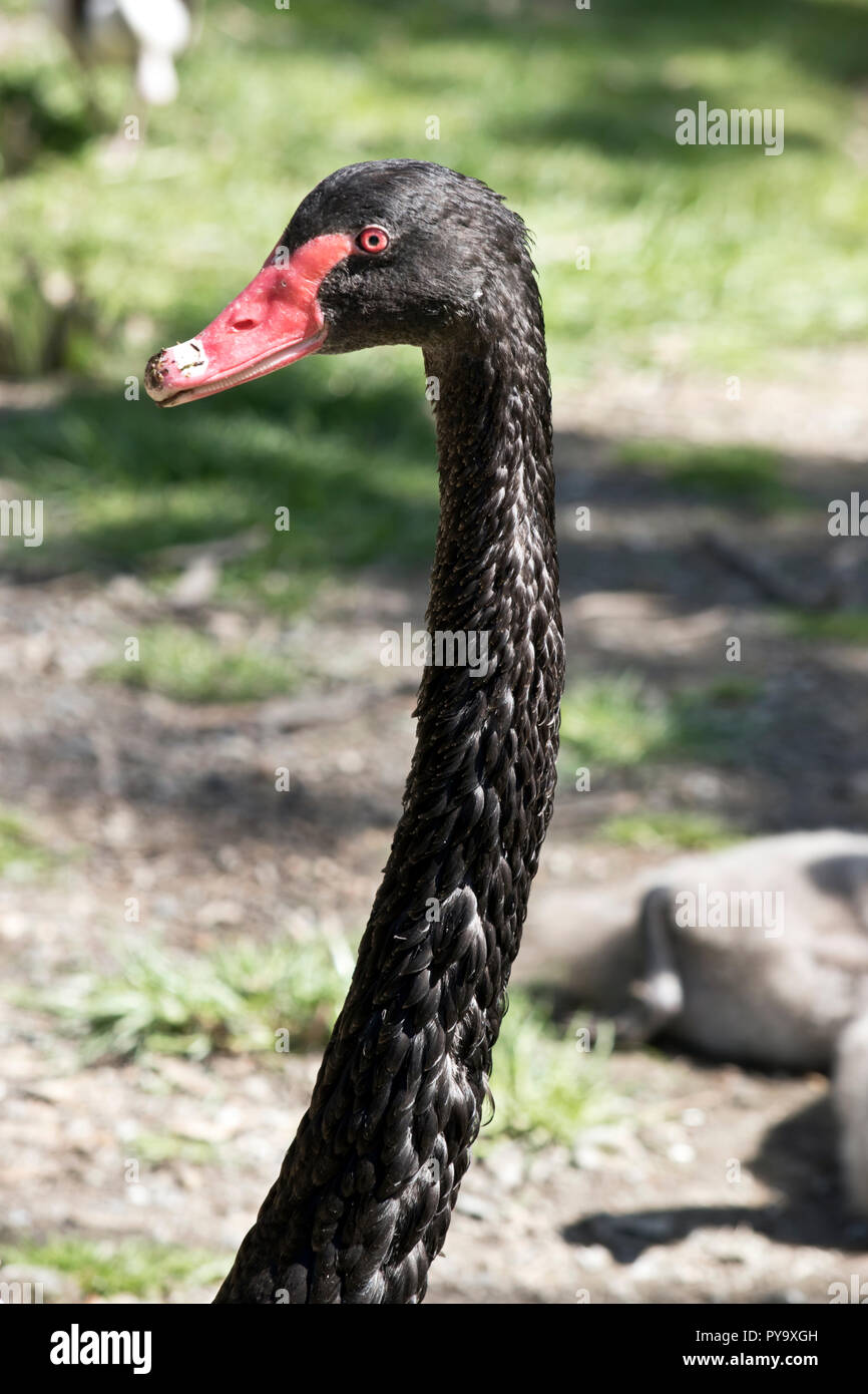 Swan legs hi-res stock photography and images - Alamy