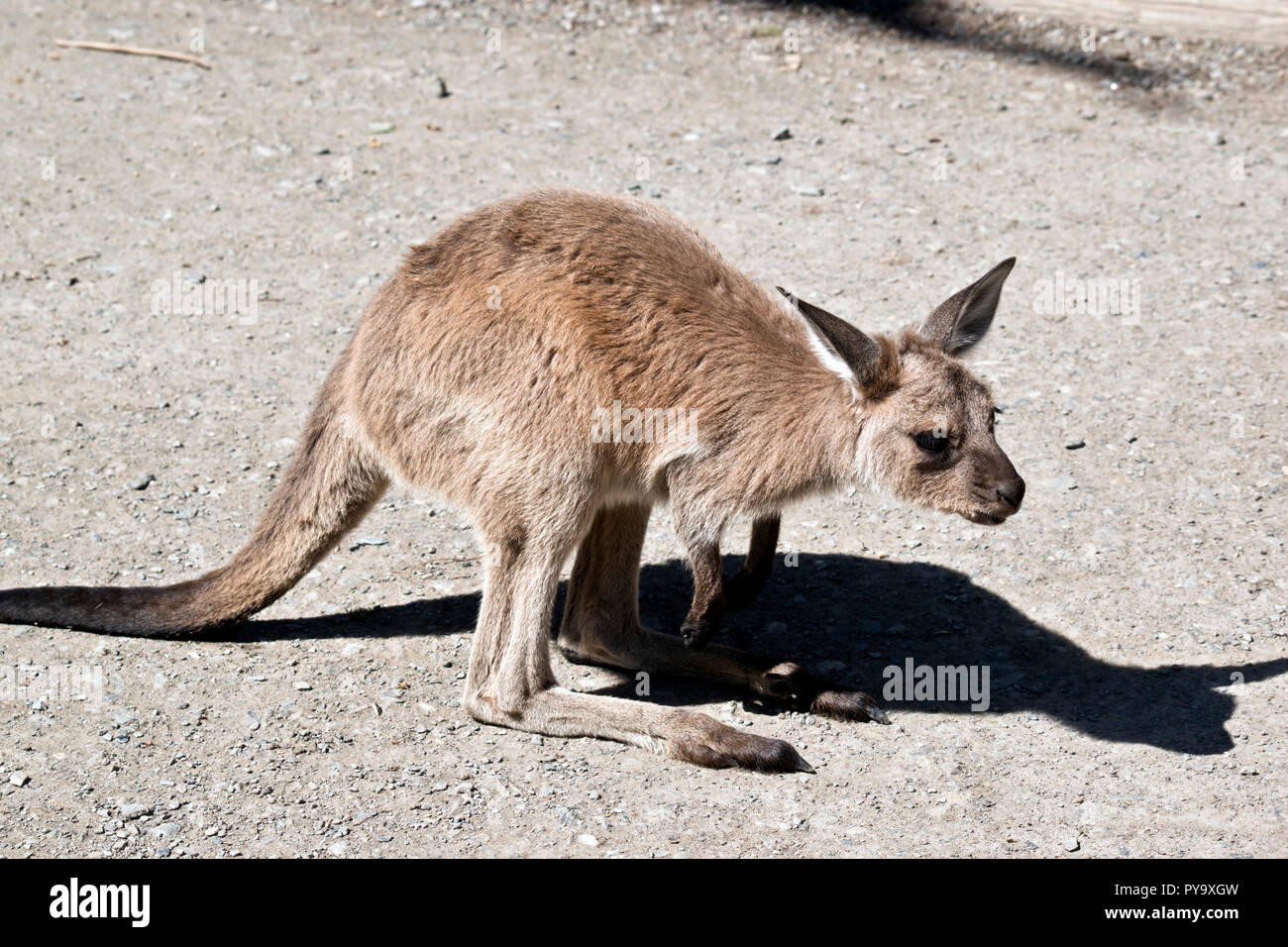 this is a side view of a joey Stock Photo - Alamy