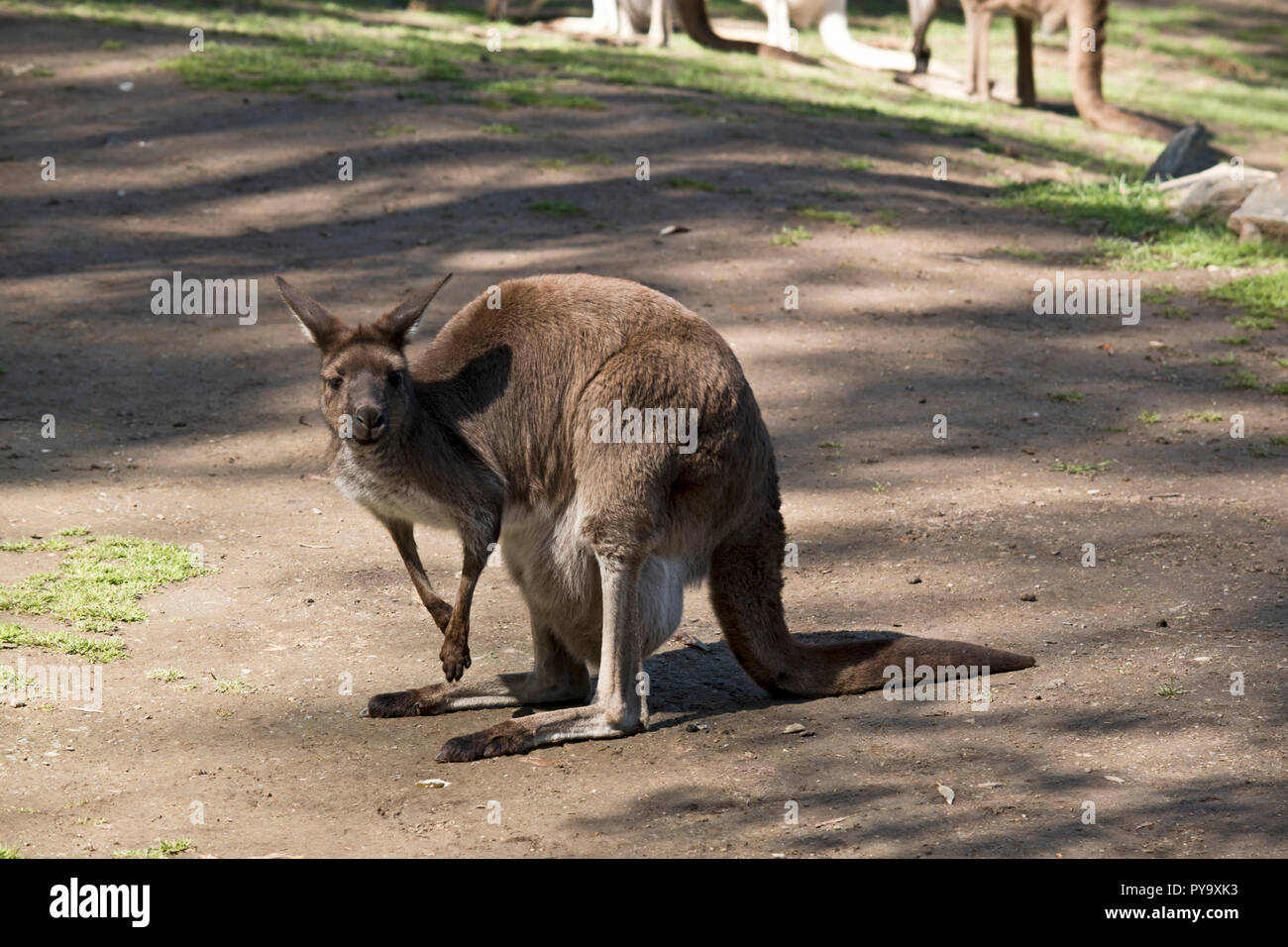 this is a side view of a wallaby Stock Photo - Alamy