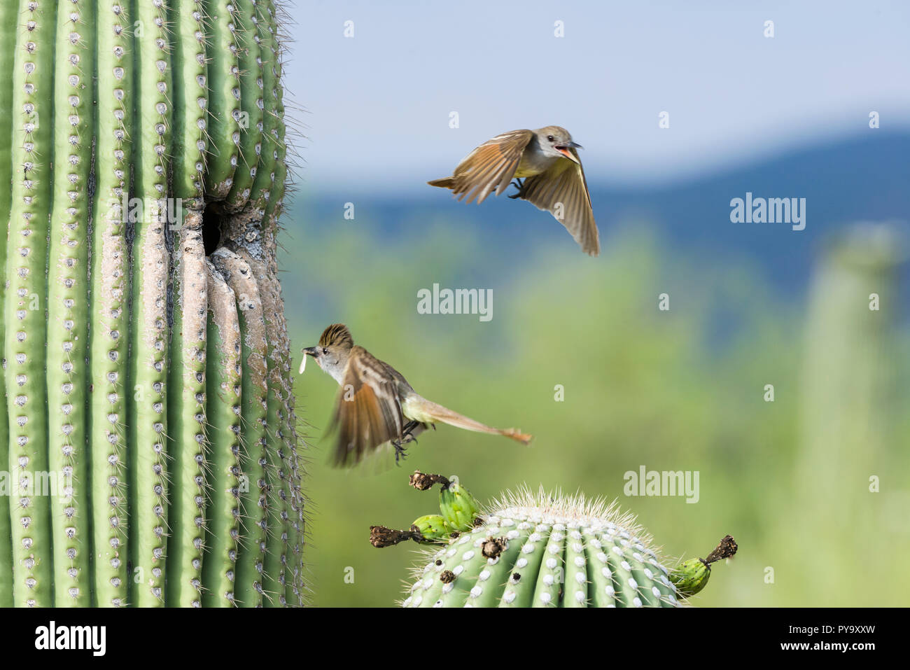 Bird flying food fruits hi-res stock photography and images - Alamy
