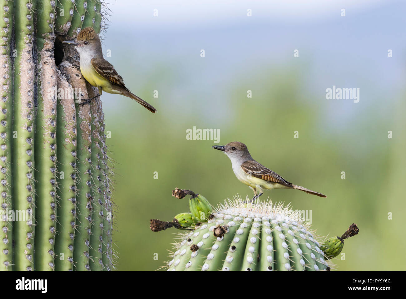 A pair of Brown-crested Flycatchers (Myiarchus tyrannulus) bring food ...