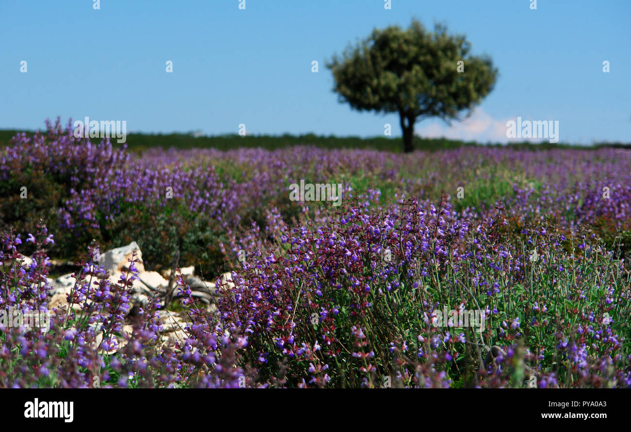 Salvia officinalis field hi-res stock photography and images - Alamy
