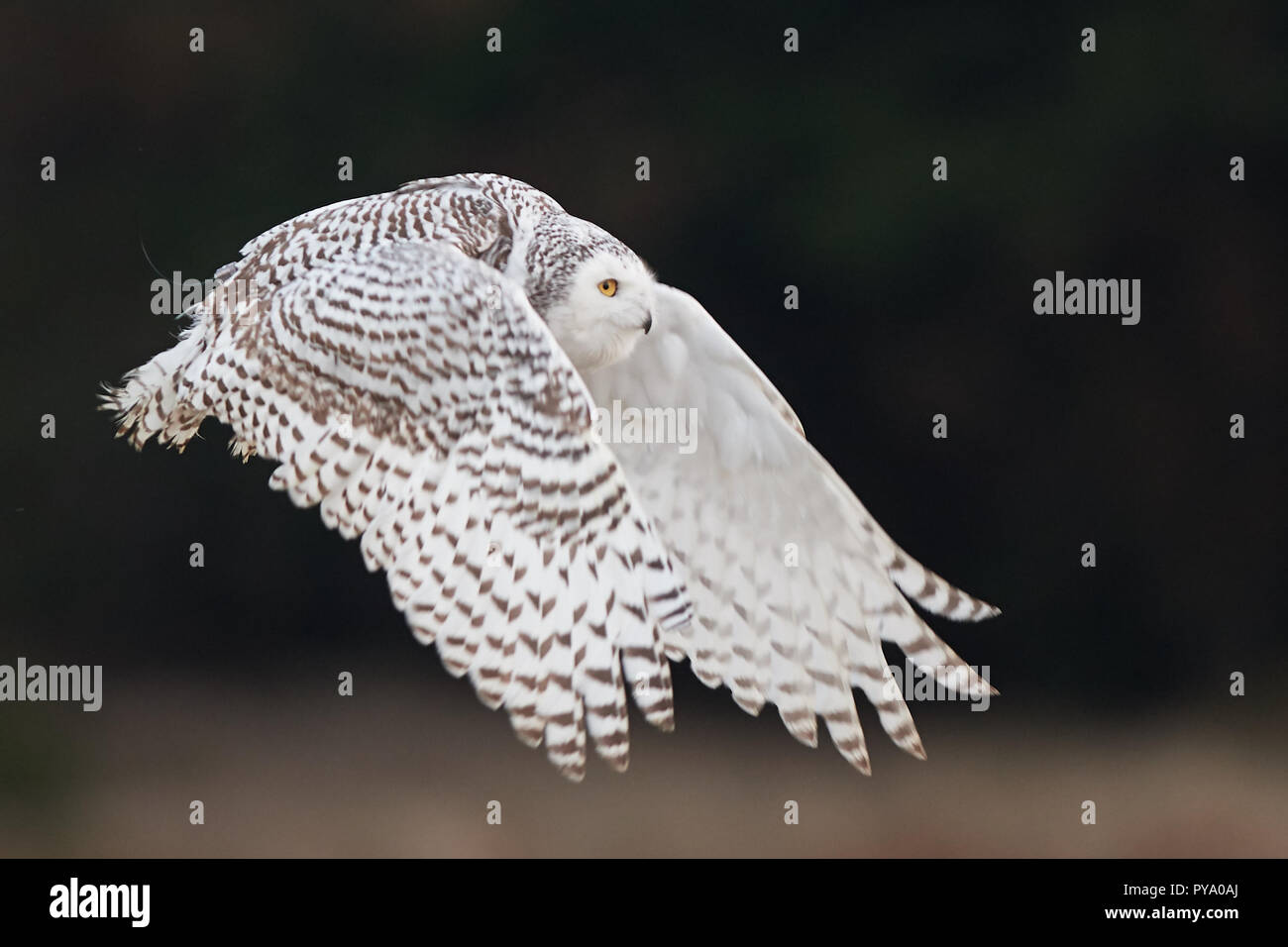 Schneeeule hi-res stock photography and images - Alamy
