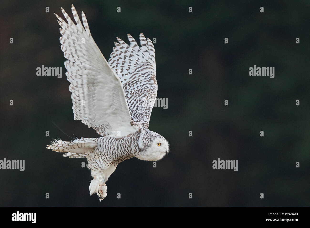 Vogel wise hi-res stock photography and images - Alamy