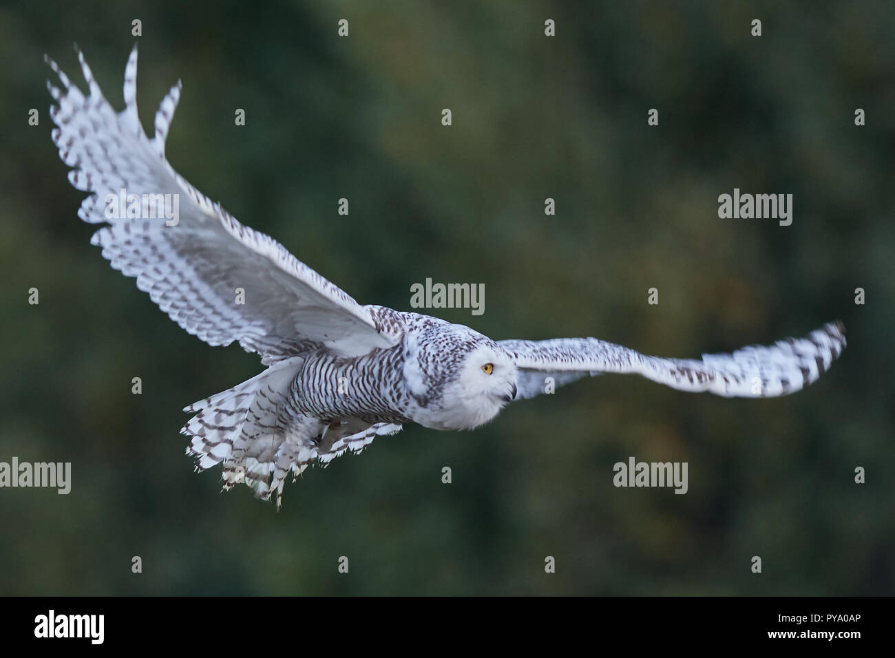 Schneeeule hi-res stock photography and images - Alamy