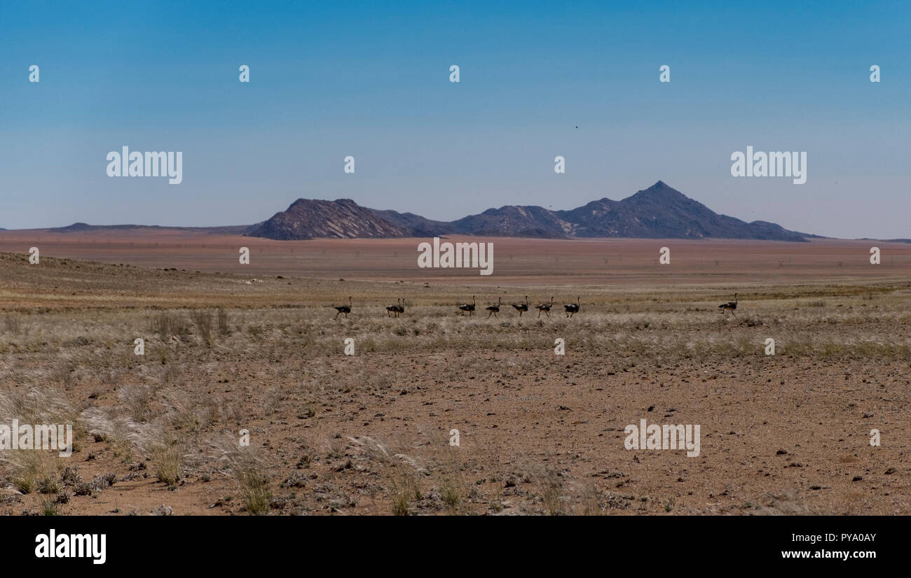 Wilderness in Namibia Stock Photo - Alamy