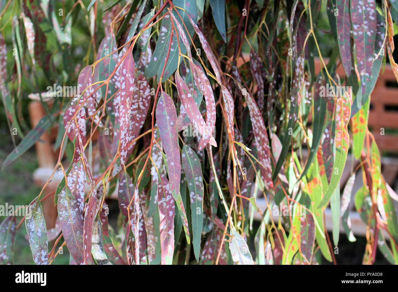 Lerps High Resolution Stock Photography and Images - Alamy