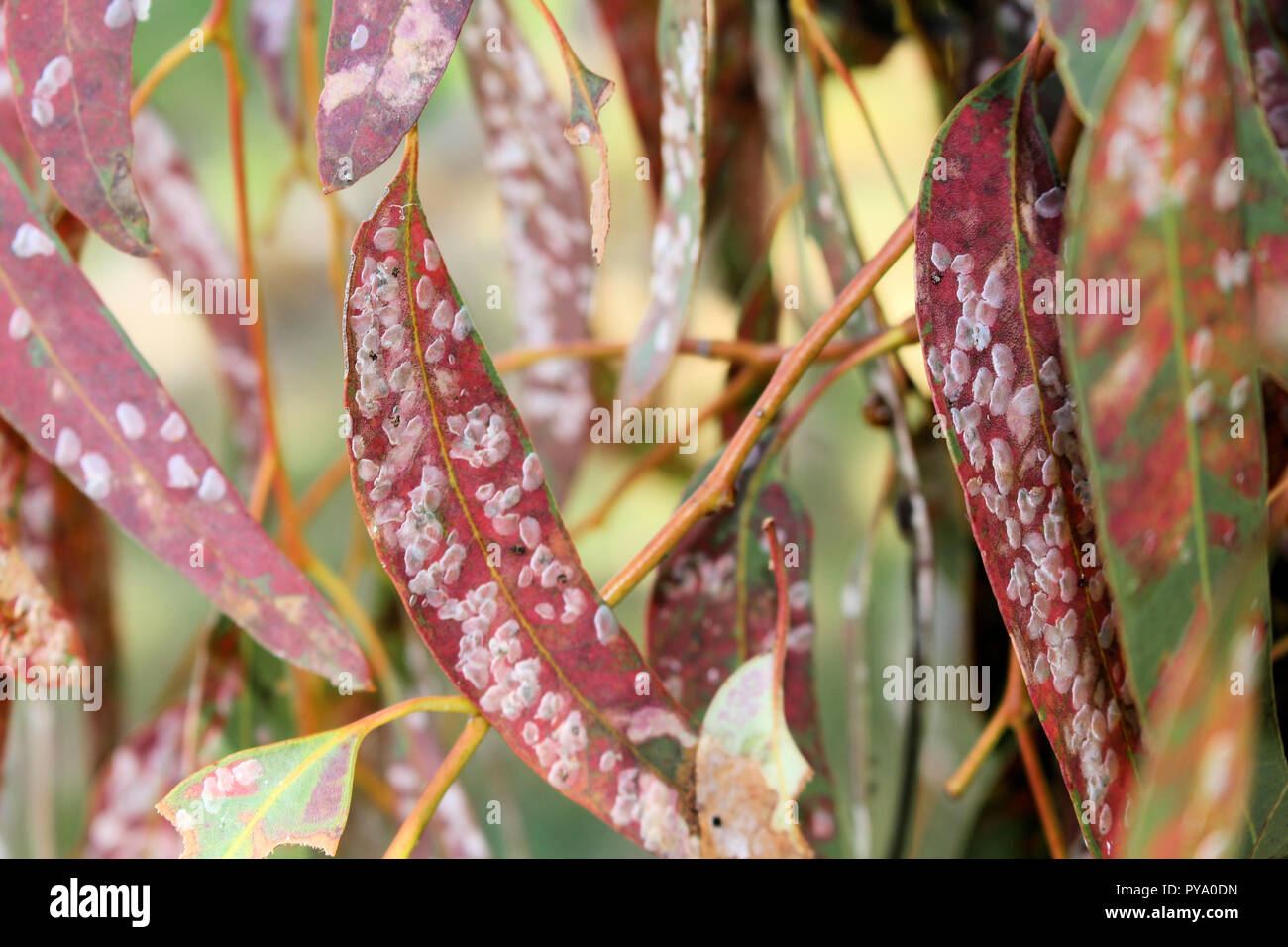 Lerps hi-res stock photography and images - Alamy