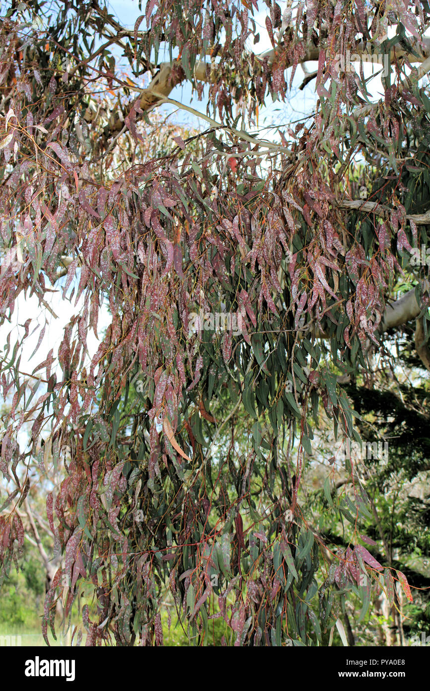 Lerps (psyllids) on eucalypt Stock Photo - Alamy