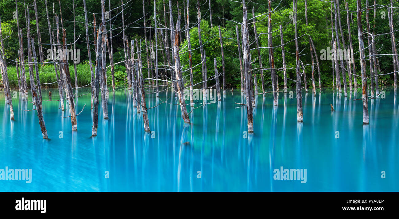 beautiful blue pond with reflection of woods in the forest Stock Photo ...