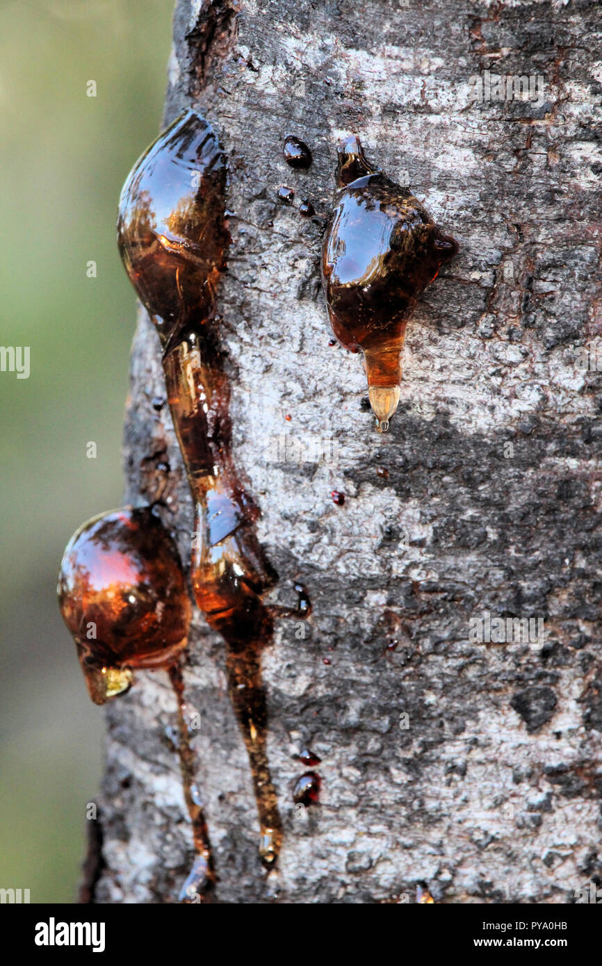 Wattle gum exude Stock Photo - Alamy