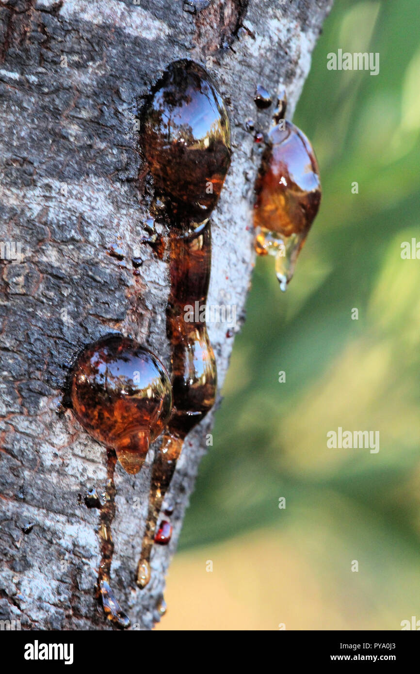 Wattle gum exude Stock Photo - Alamy