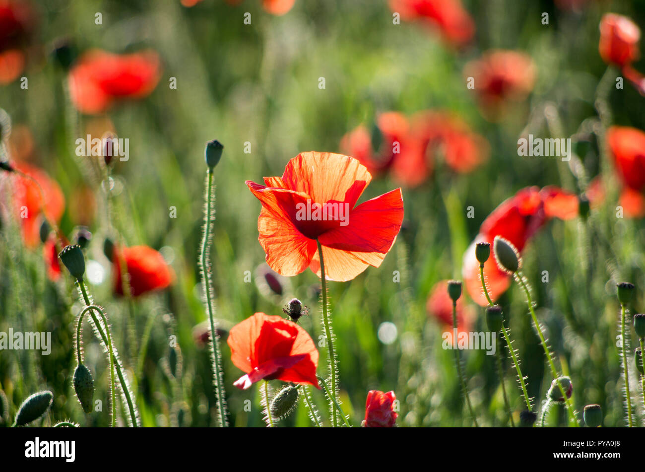 Poppies south downs east sussex hi-res stock photography and images - Alamy
