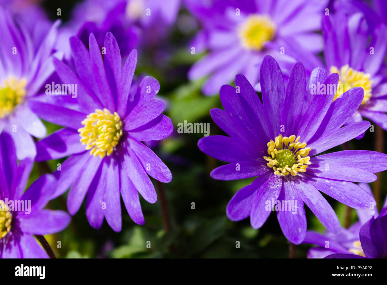 Purple spring flowers hi-res stock photography and images - Alamy
