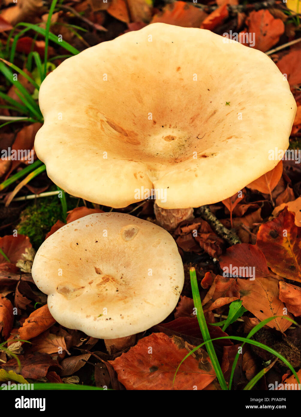 Image Of Fungi High Resolution Stock Photography and Images - Alamy