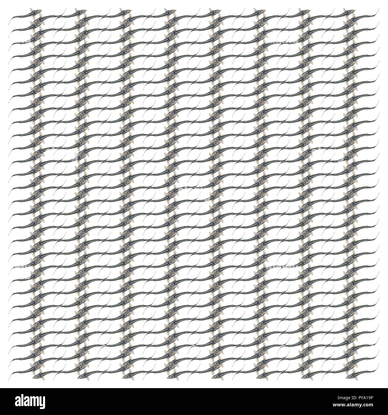 Diamond Sturgeon, Acipenser gueldenstaedtii, in repeated pattern, in ...