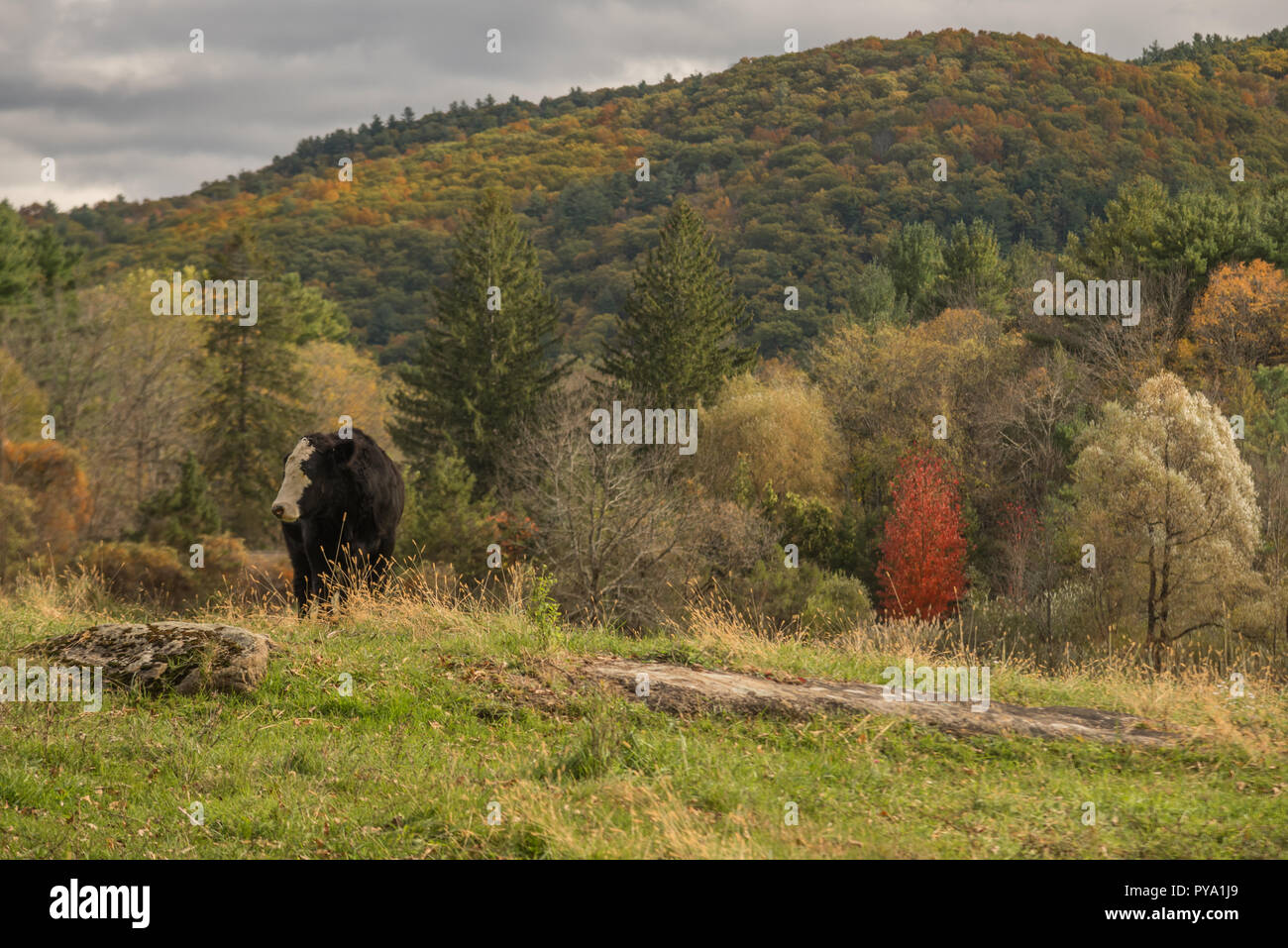 Black cow with white face standing in field with fall colours in ...