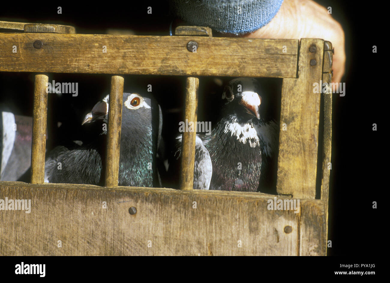 Homing racing pigeons in a transport cage ready to be taken to the ...