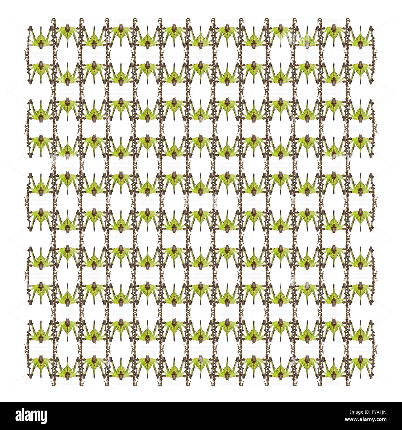 Malaysian leaf grasshopper Cut Out Stock Images & Pictures - Alamy